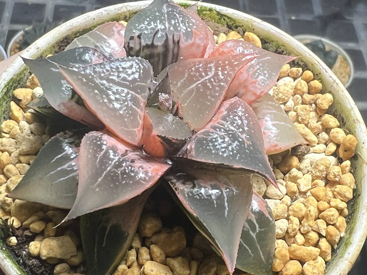 Yahoo!オークション - B108 特選 ハオルチア ハオルシア 酒呑童子錦 糊...