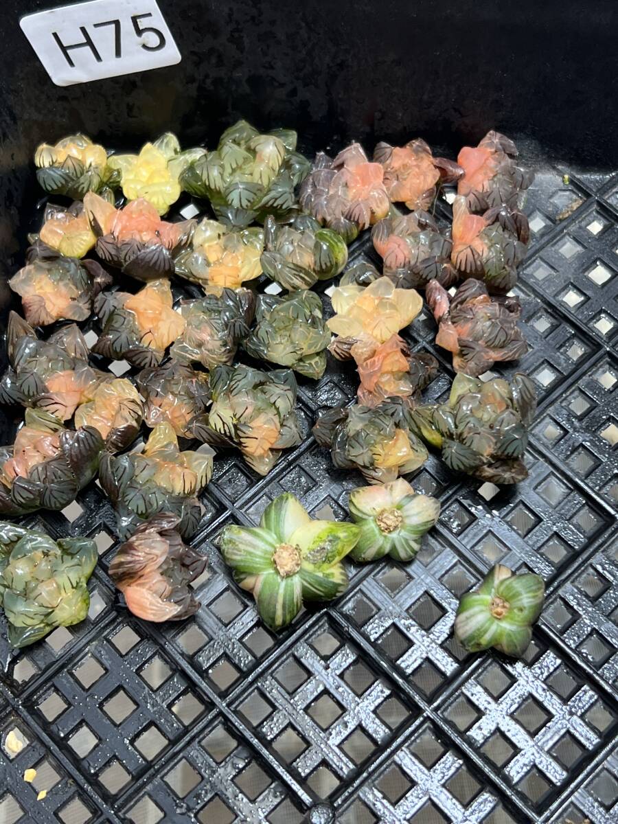 Yahoo!オークション - H75 特選 ハオルチア オブツーサ錦 水中月錦 縞...