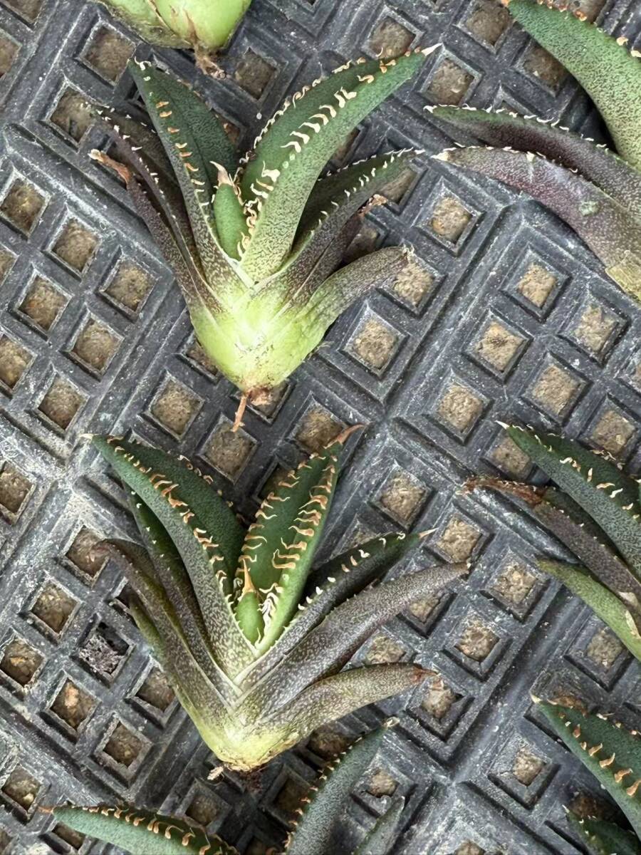 Yahoo!オークション - As7特選 輸入株 多肉植物アガベ チタノタ 希少種...