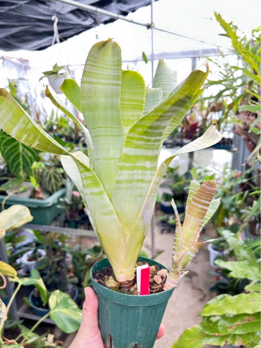 Yahoo!オークション - エクメア・ムーレイ Aechmea moorei