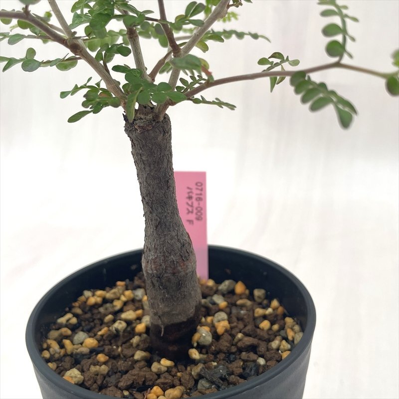 Yahoo!オークション - 0716-009 オペルクリカリア パキプス F 根挿し 3...