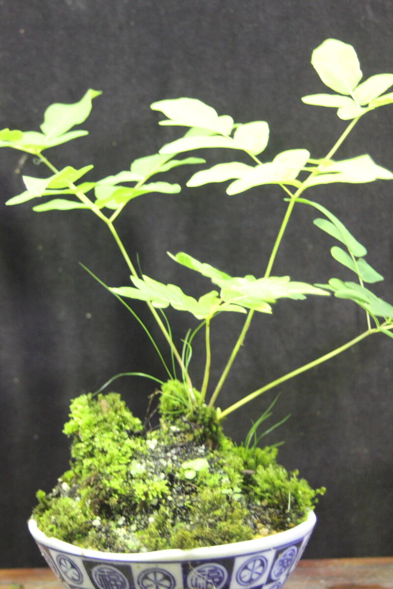 Yahoo!オークション - ゼンマイ 723