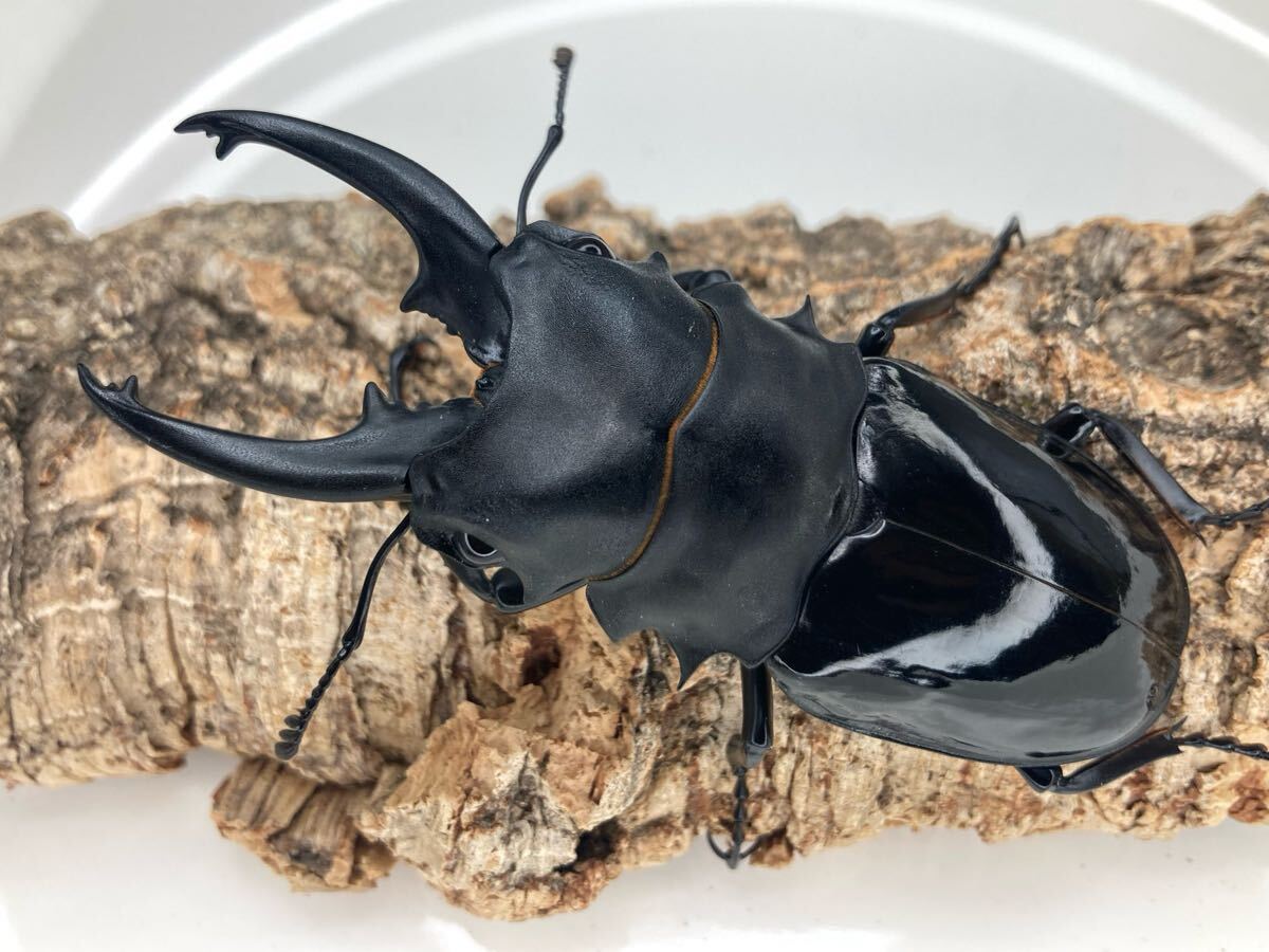 Yahoo!オークション - 大型 ①ベリコサツヤクワガタ WF2♂88mm 【オス...