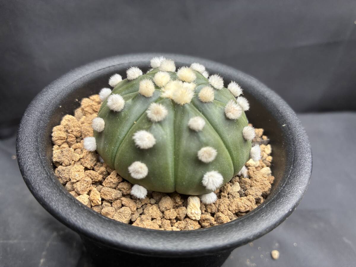 Yahoo!オークション - サボテン・多肉植物 B89 ルリ兜