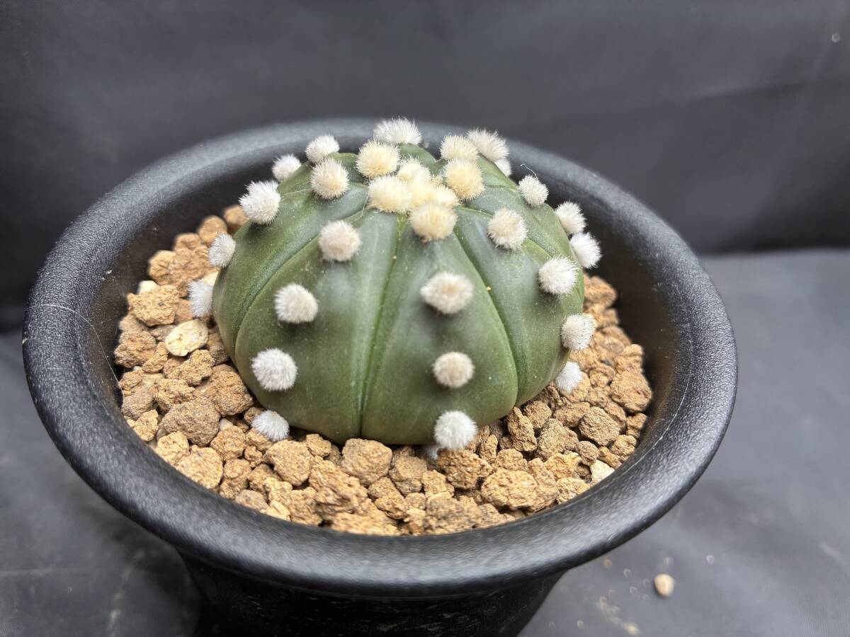 Yahoo!オークション - サボテン・多肉植物 B89 ルリ兜