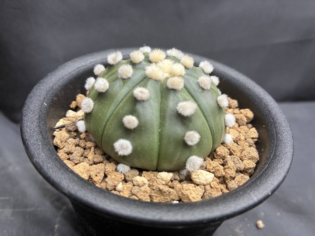 Yahoo!オークション - サボテン・多肉植物 B89 ルリ兜