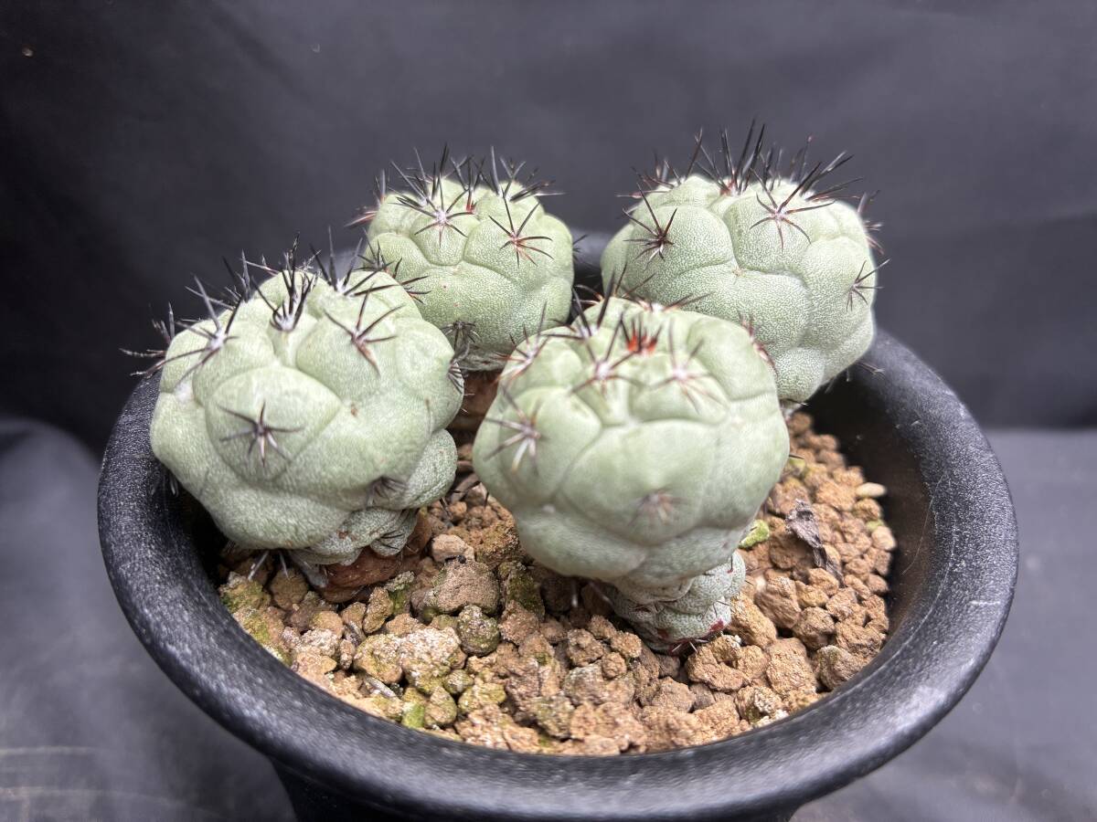 Yahoo!オークション - サボテン・多肉植物 B91 マクドガリー