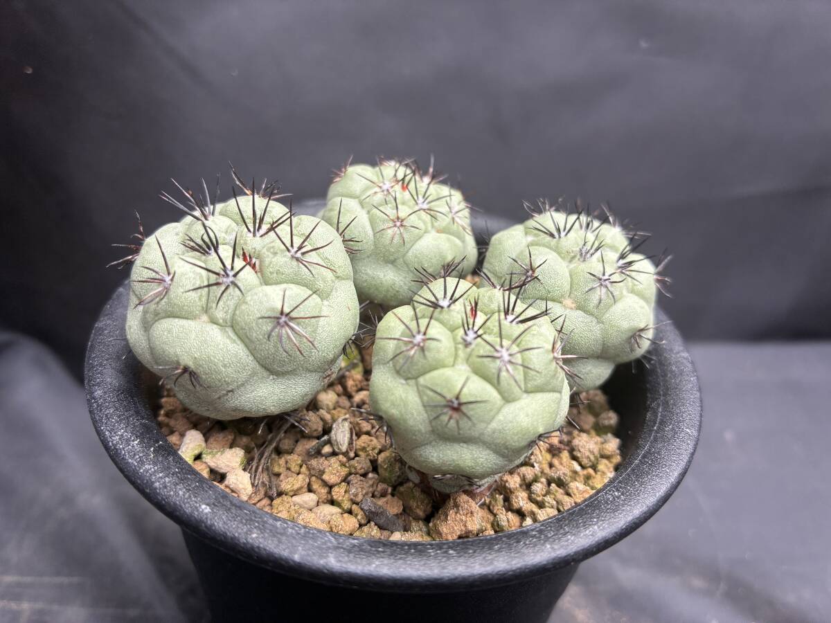 Yahoo!オークション - サボテン・多肉植物 B91 マクドガリー