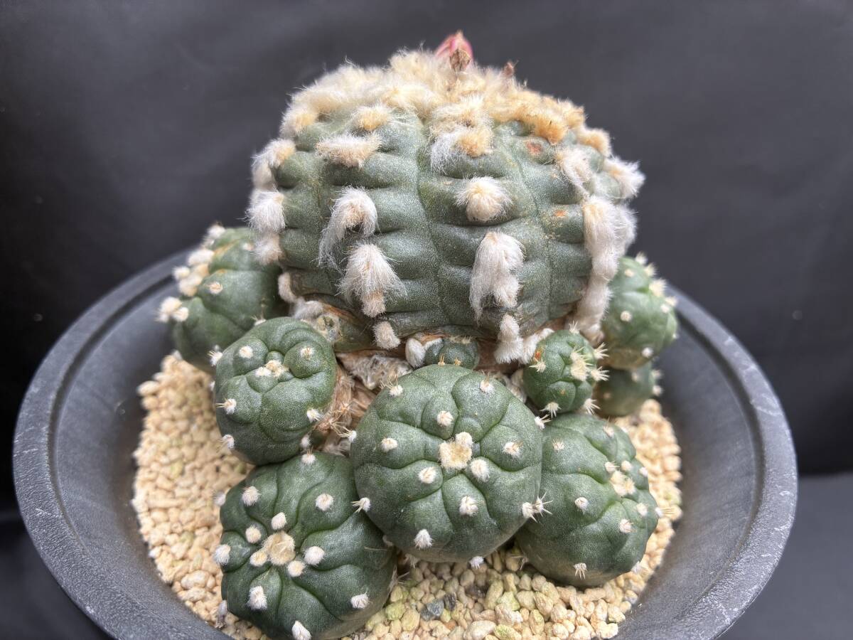 Yahoo!オークション - サボテン・多肉植物 B92 有刺烏羽玉