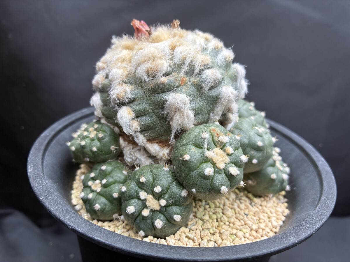 Yahoo!オークション - サボテン・多肉植物 B92 有刺烏羽玉