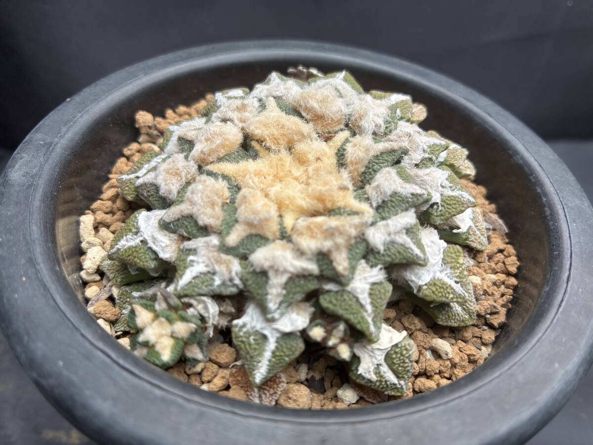 Yahoo!オークション - サボテン・多肉植物 B96 黒牡丹