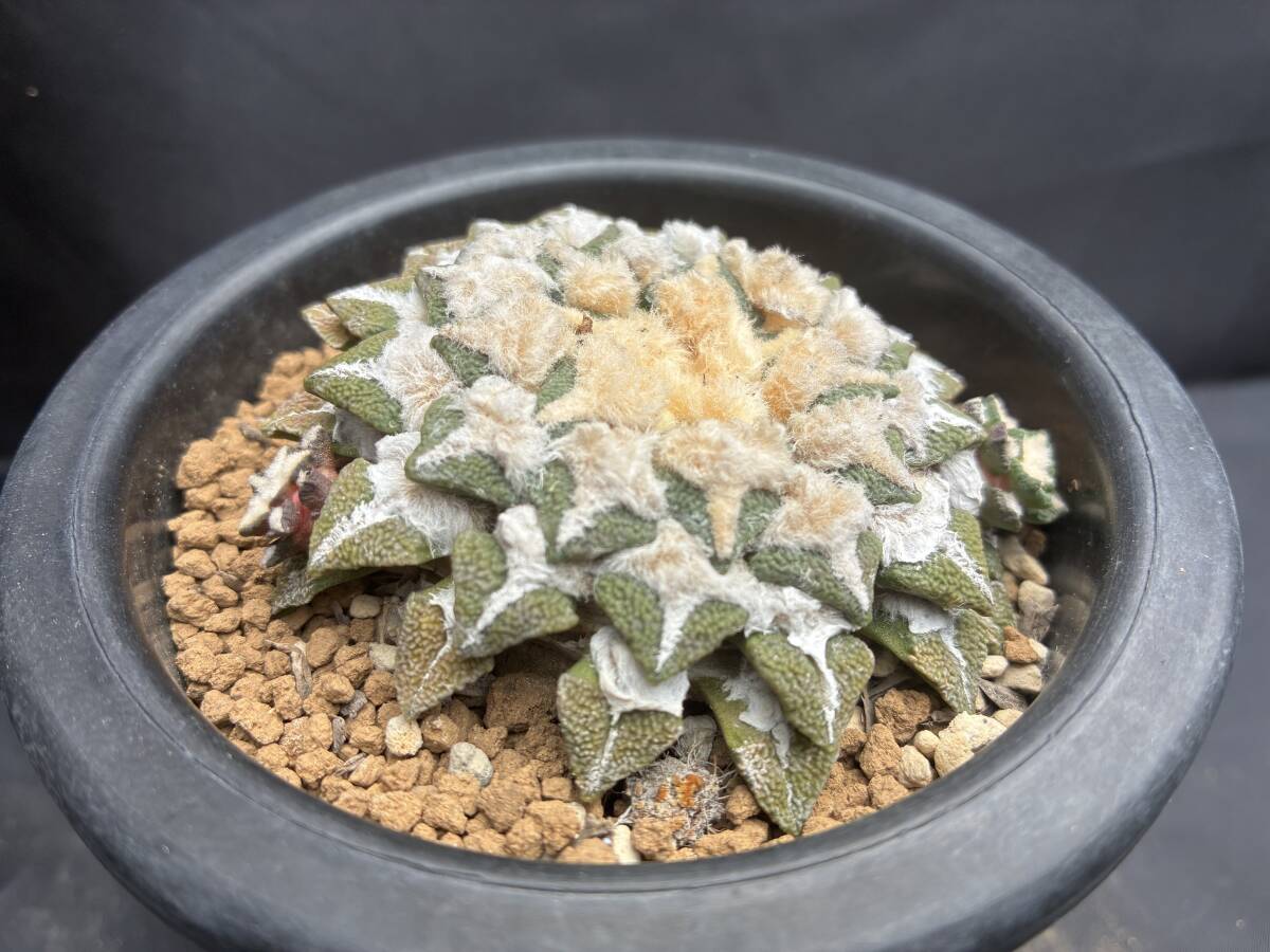 Yahoo!オークション - サボテン・多肉植物 B96 黒牡丹