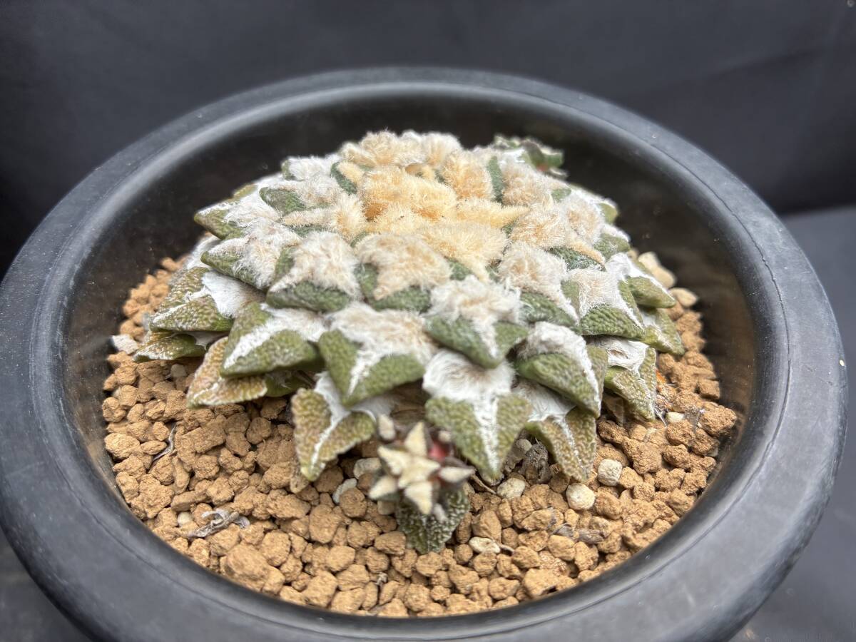 Yahoo!オークション - サボテン・多肉植物 B96 黒牡丹