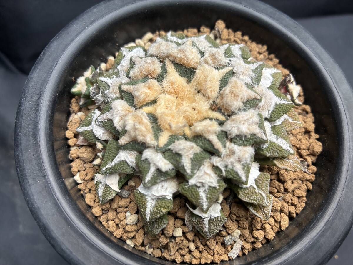 Yahoo!オークション - サボテン・多肉植物 B96 黒牡丹