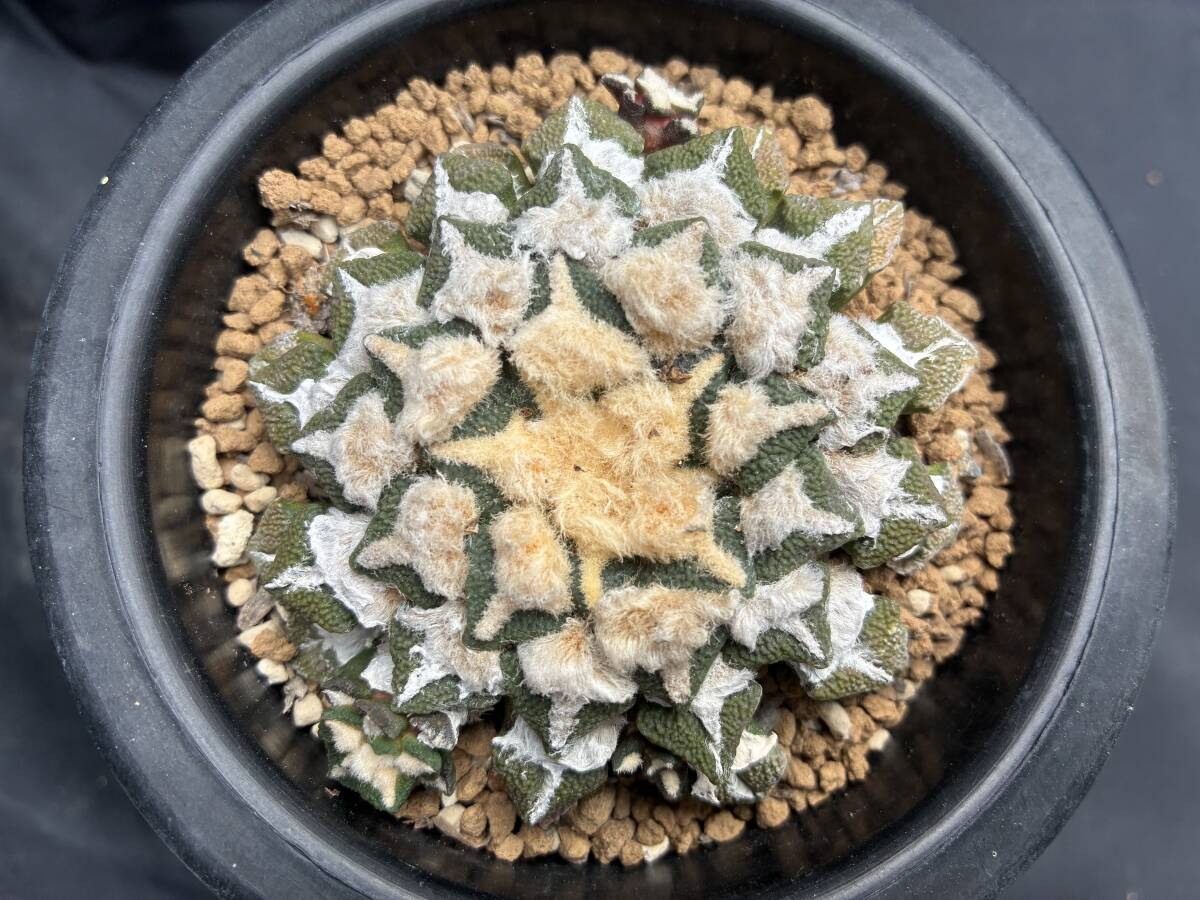 Yahoo!オークション - サボテン・多肉植物 B96 黒牡丹