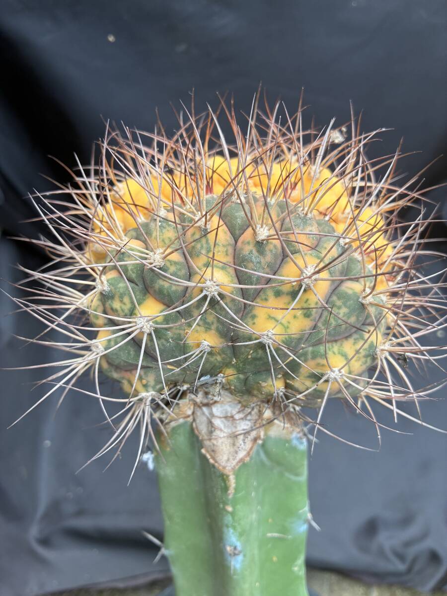 Yahoo!オークション - サボテン・多肉植物 B99 尾形丸錦綴化