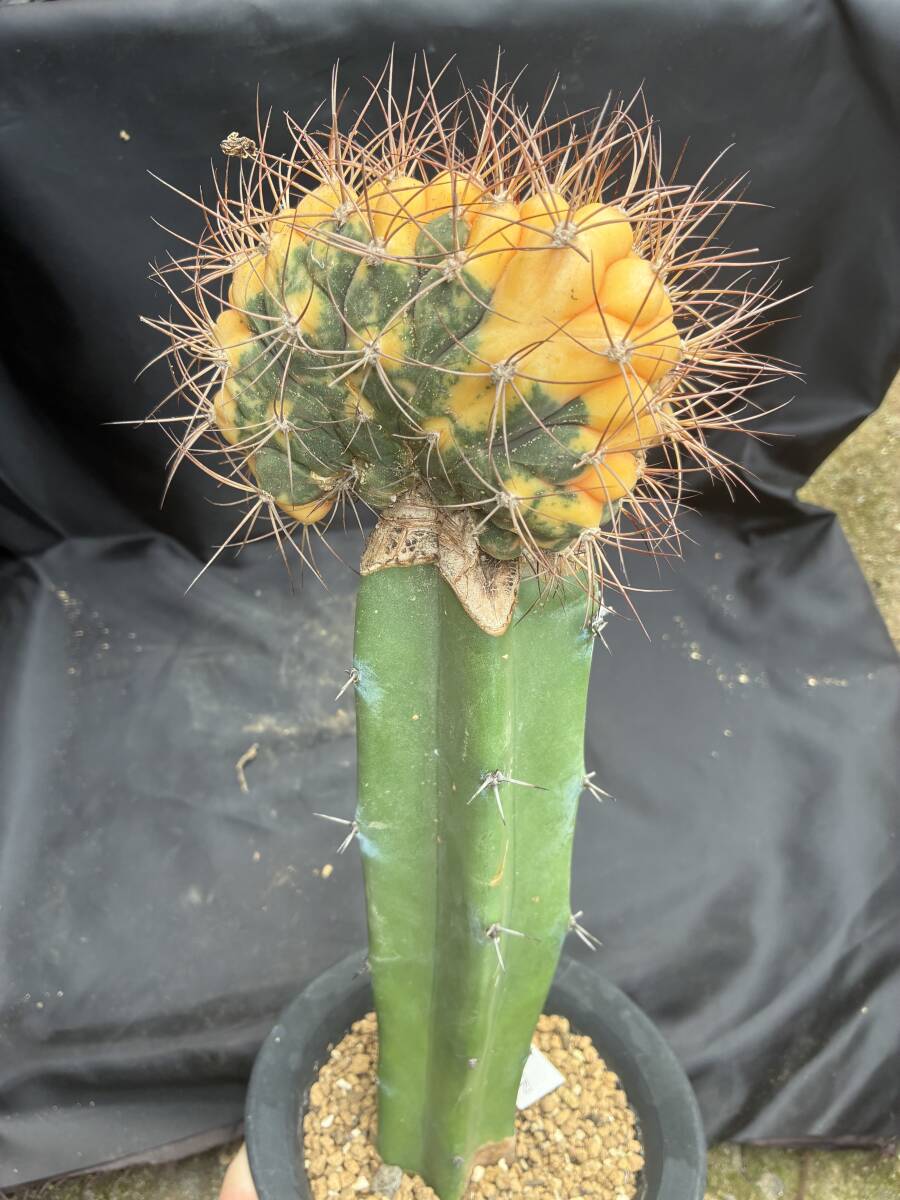 Yahoo!オークション - サボテン・多肉植物 B99 尾形丸錦綴化