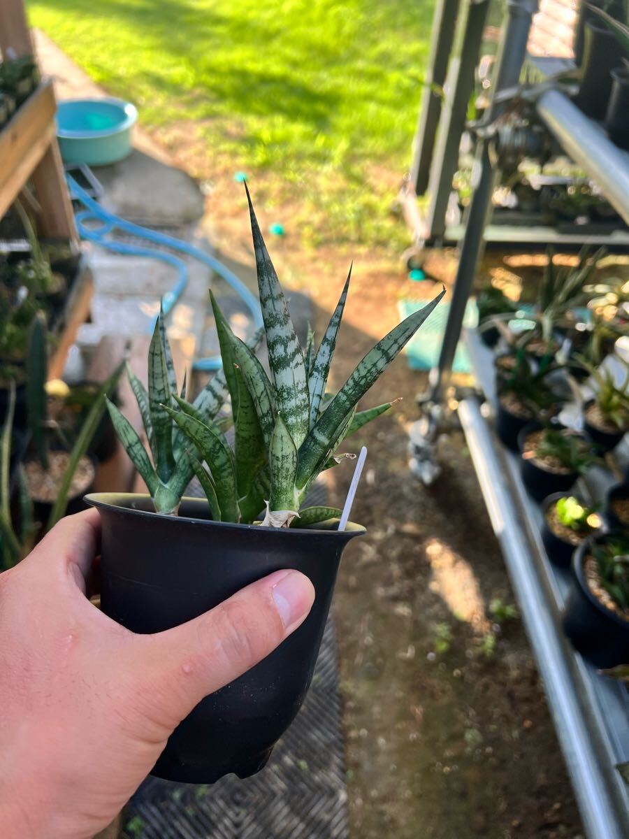 Yahoo!オークション - HYB Y2205 サンセベリア サンスベリア