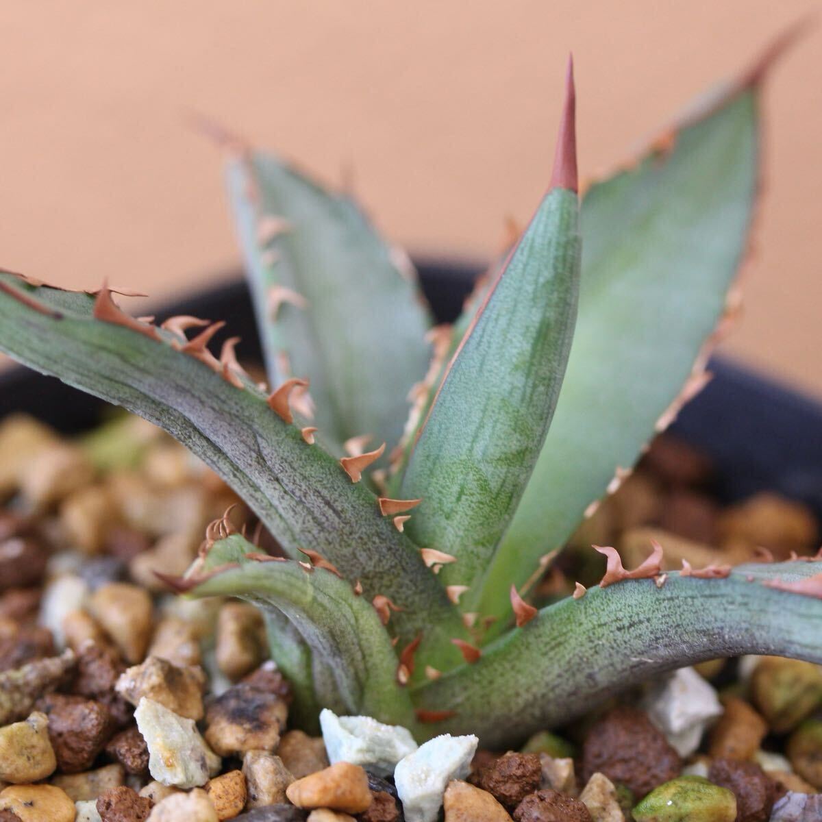 Yahoo!オークション - アガベ チタノタ hyb LIZE産 特殊株 検索ワード)...