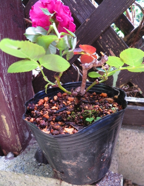 Yahoo!オークション - 訳あり 和ばら 切り花品種 ひらく