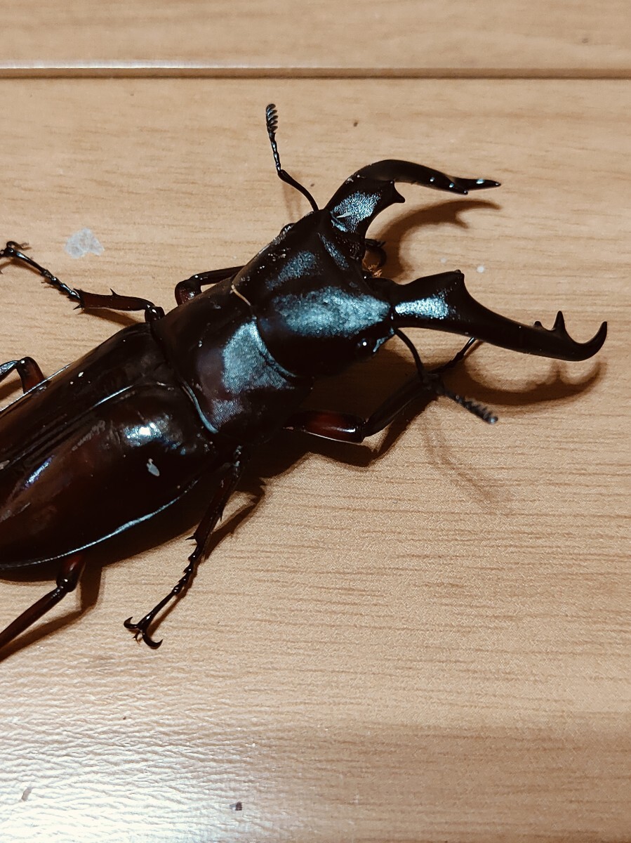 Yahoo!オークション - ボーリンフタマタ バミノルム 1ペア 未使用 CBF1...