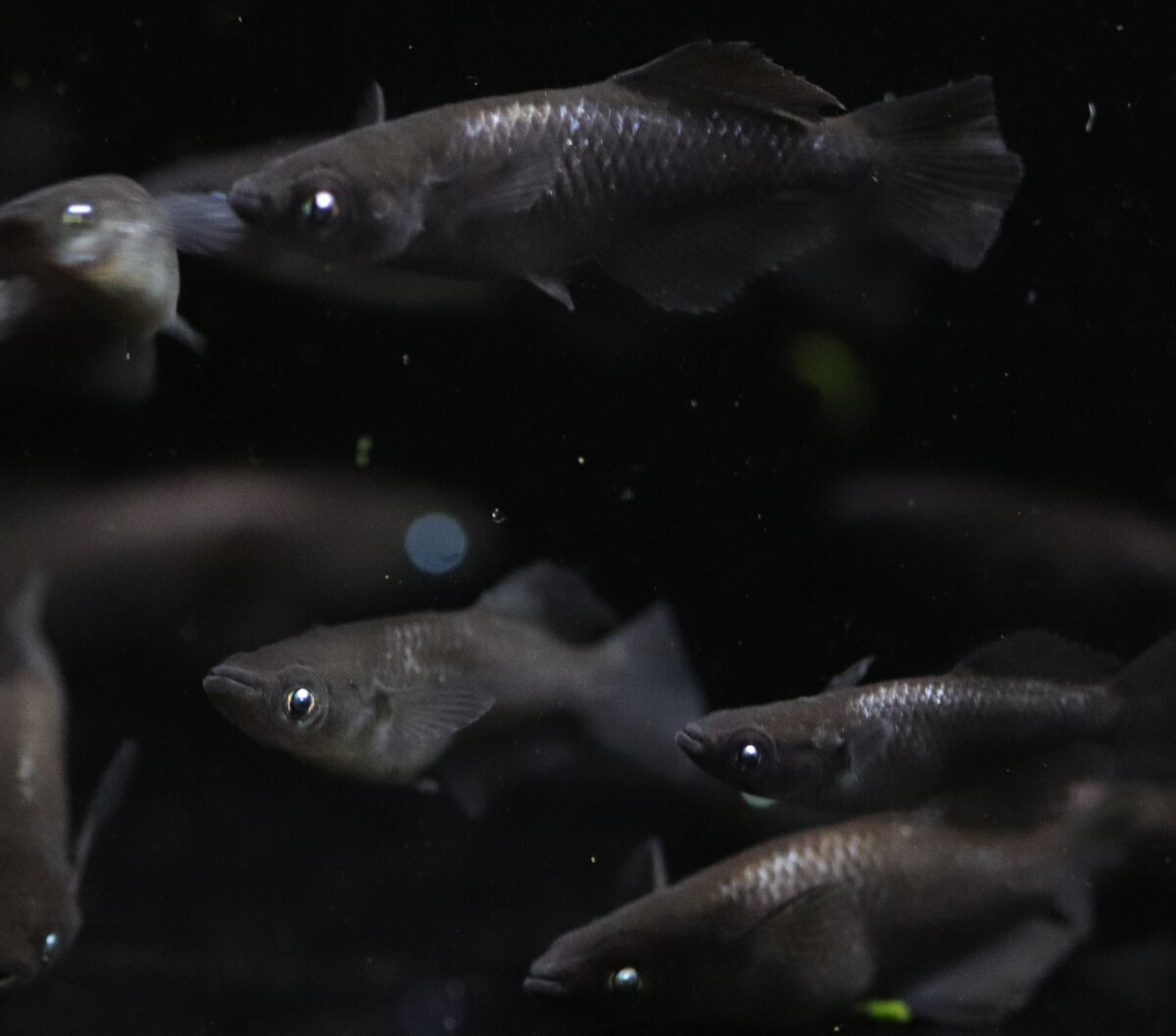 Yahoo!オークション - ブラックダイヤ光体型アースアイ スワロー因子入...