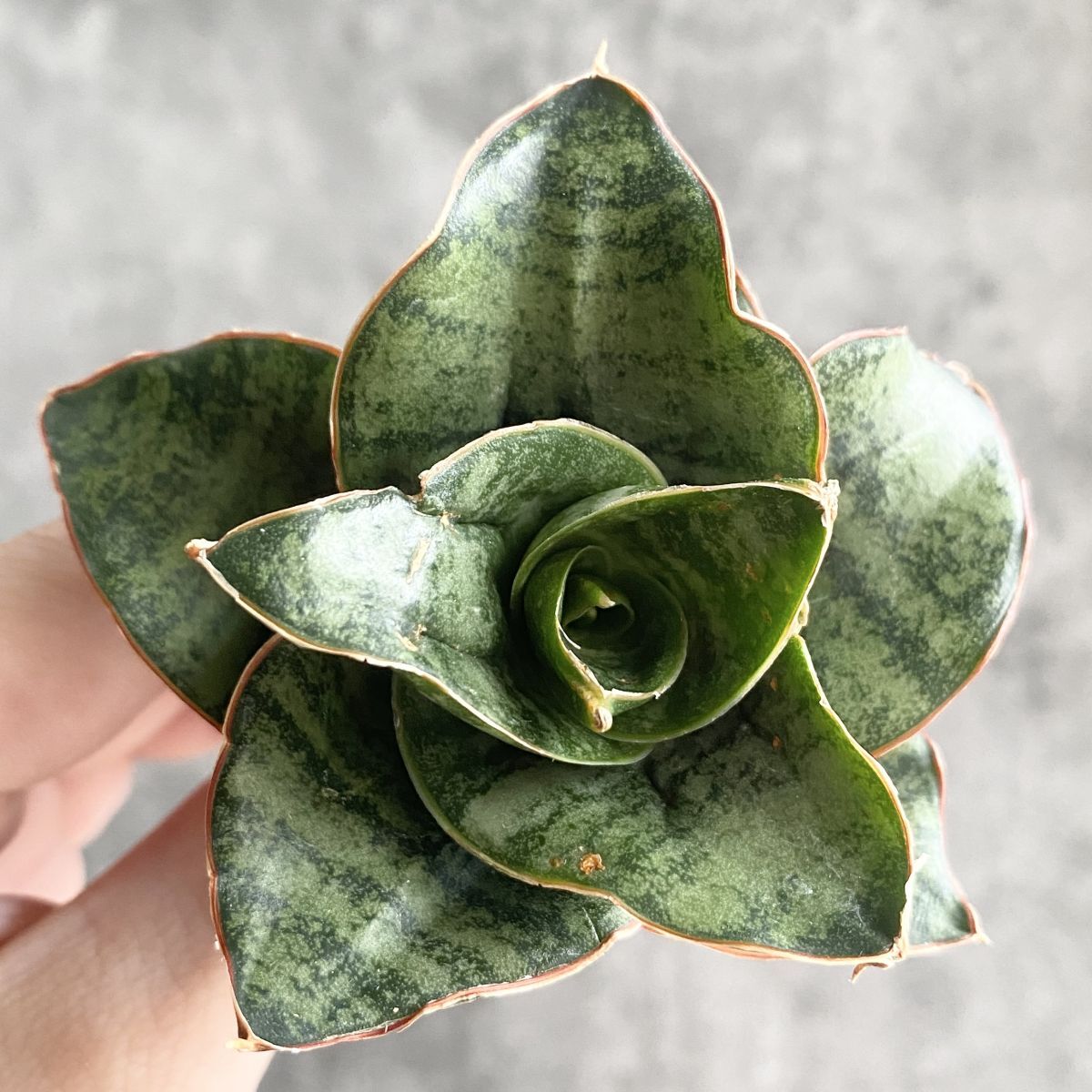 Yahoo!オークション - 【S6366】極上S級希少株 サンスベリア ZAZA 極上...