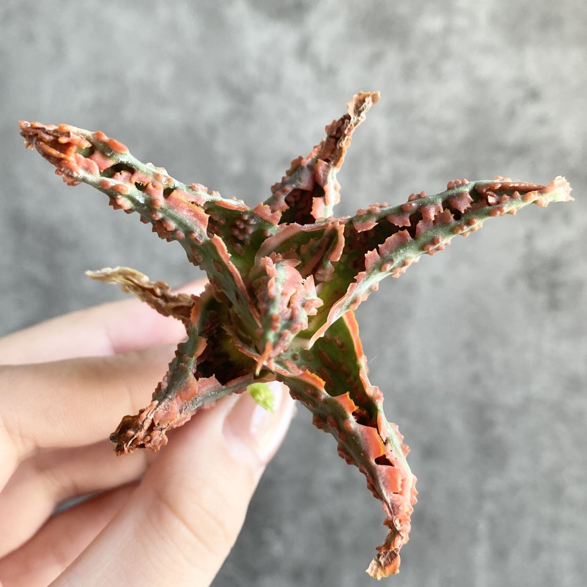 Yahoo!オークション - 【S6442】【SS級超希少】 イタリア産 アロエ TCT...