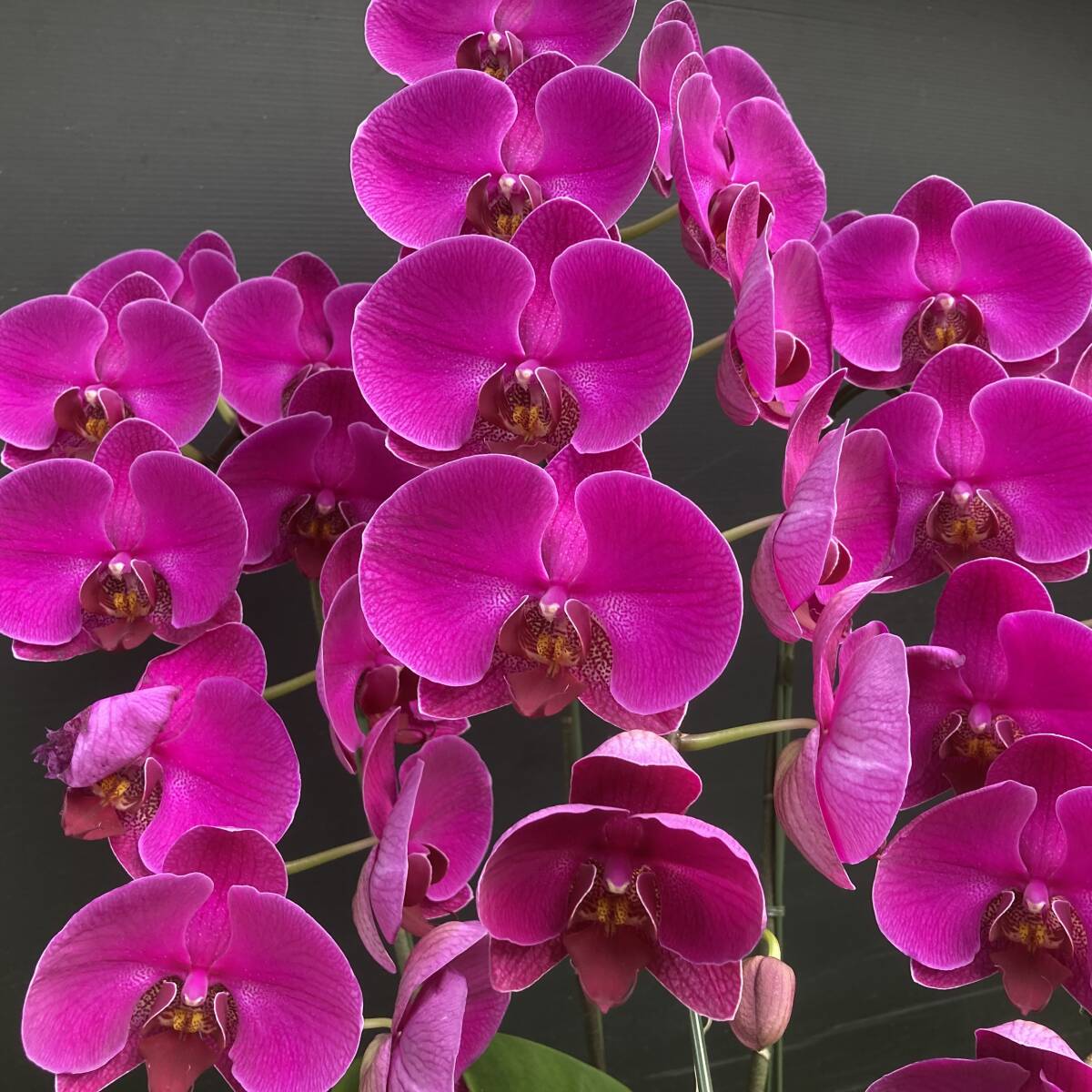 Yahoo!オークション - 胡蝶蘭セール 濃姫 3F h70cm 陶器鉢