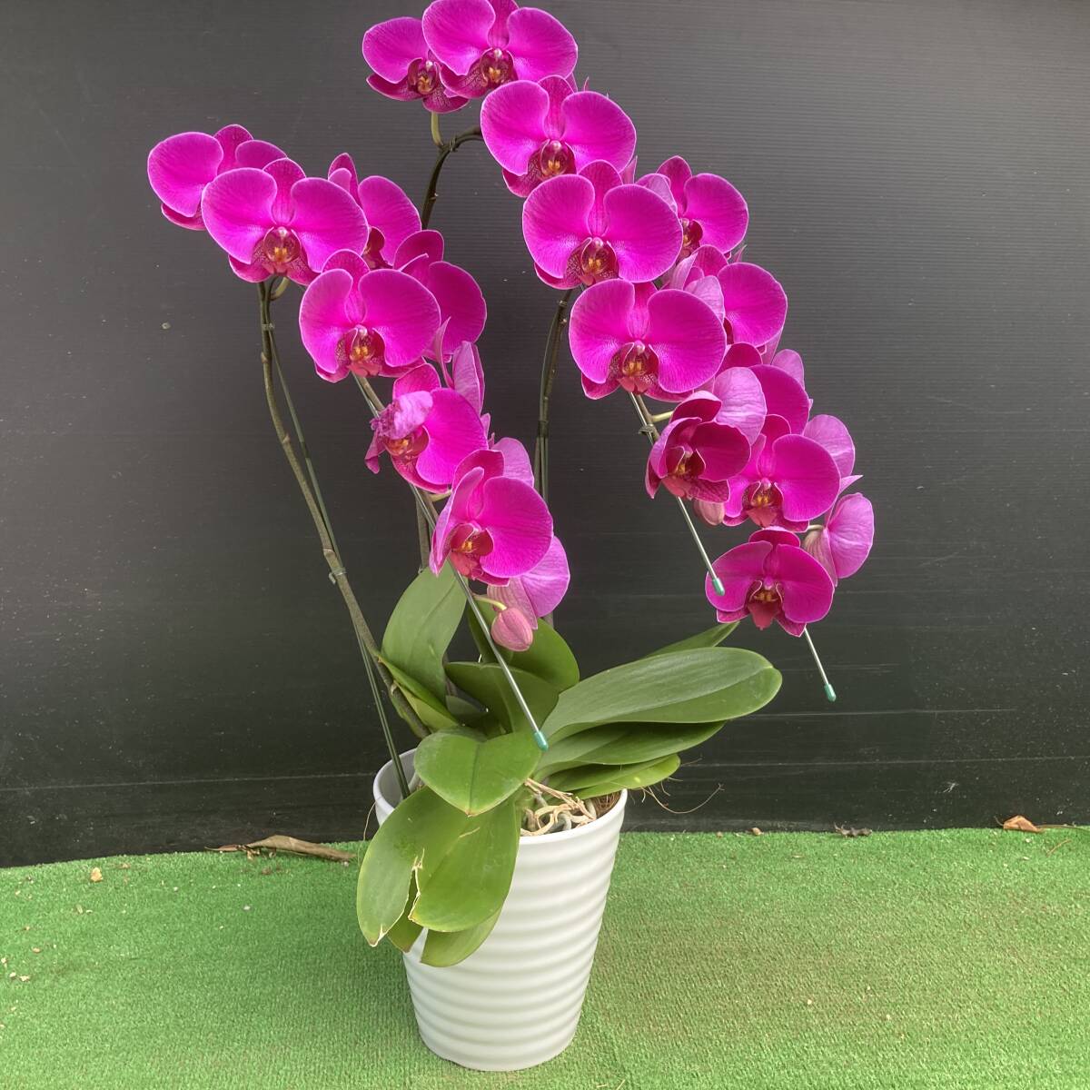 Yahoo!オークション - 胡蝶蘭セール 濃姫 3F h70cm 陶器鉢