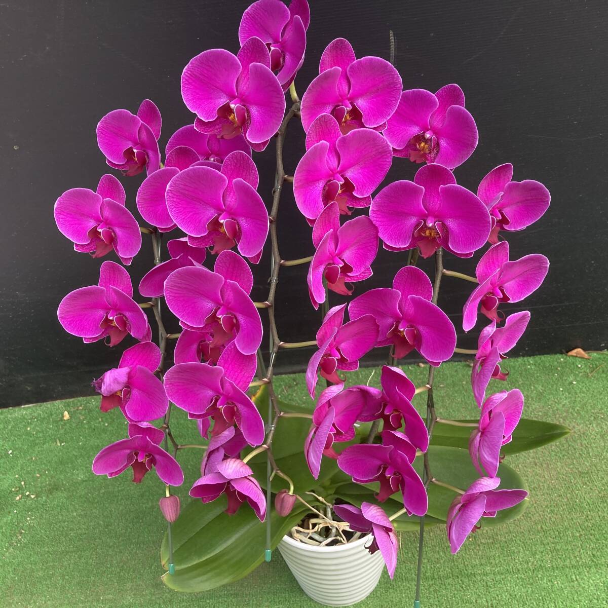 Yahoo!オークション - 胡蝶蘭セール 濃姫 3F h70cm 陶器鉢