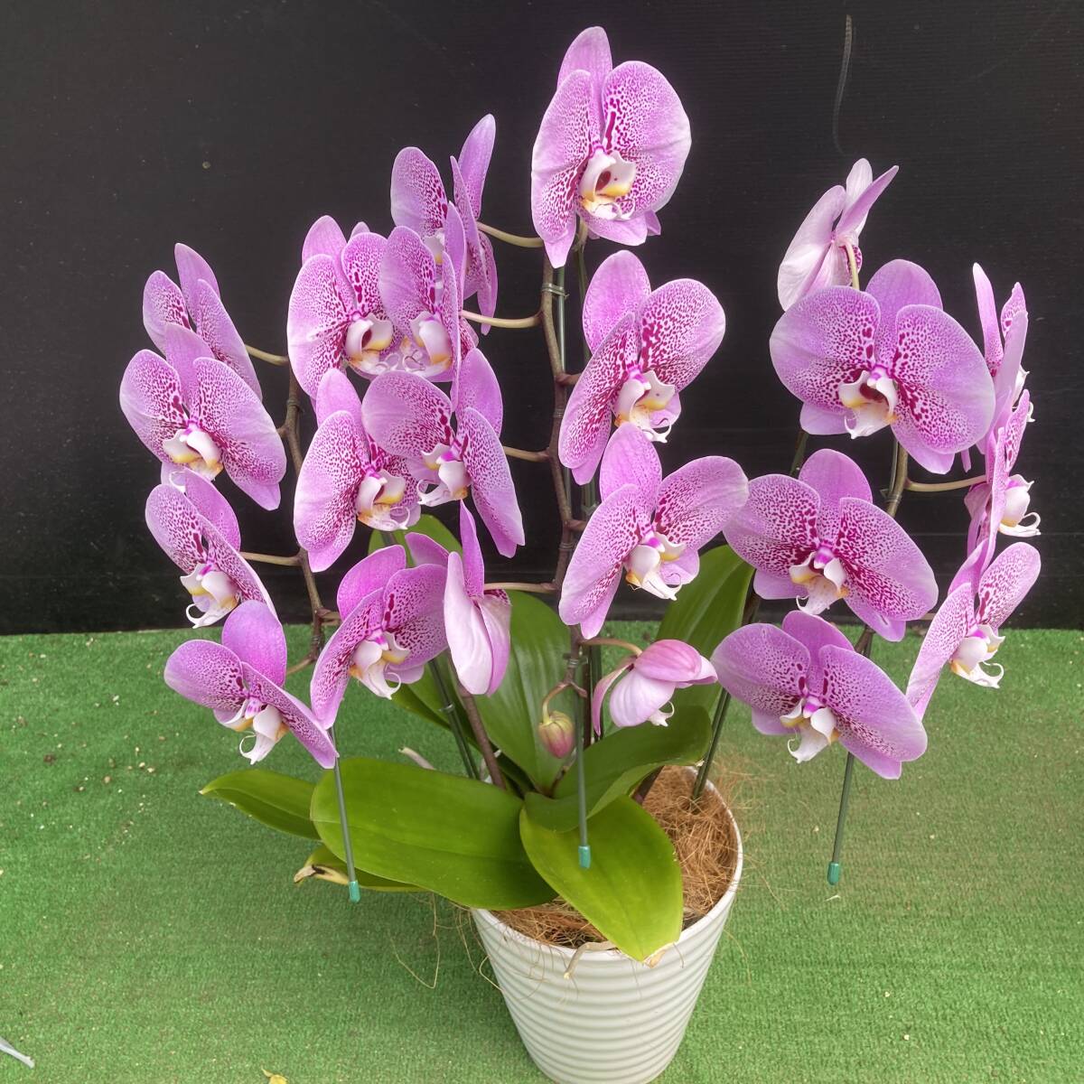 Yahoo!オークション - 胡蝶蘭セール スパークワイン 4F h70cm 陶器鉢