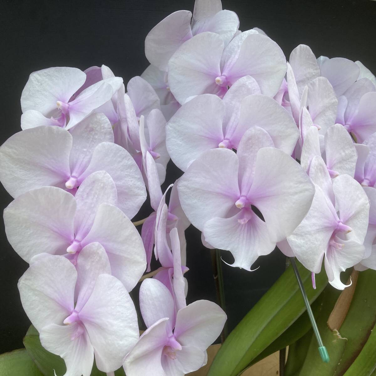 Yahoo!オークション - 胡蝶蘭セール スプリングフェアリー 3F h70cm ...