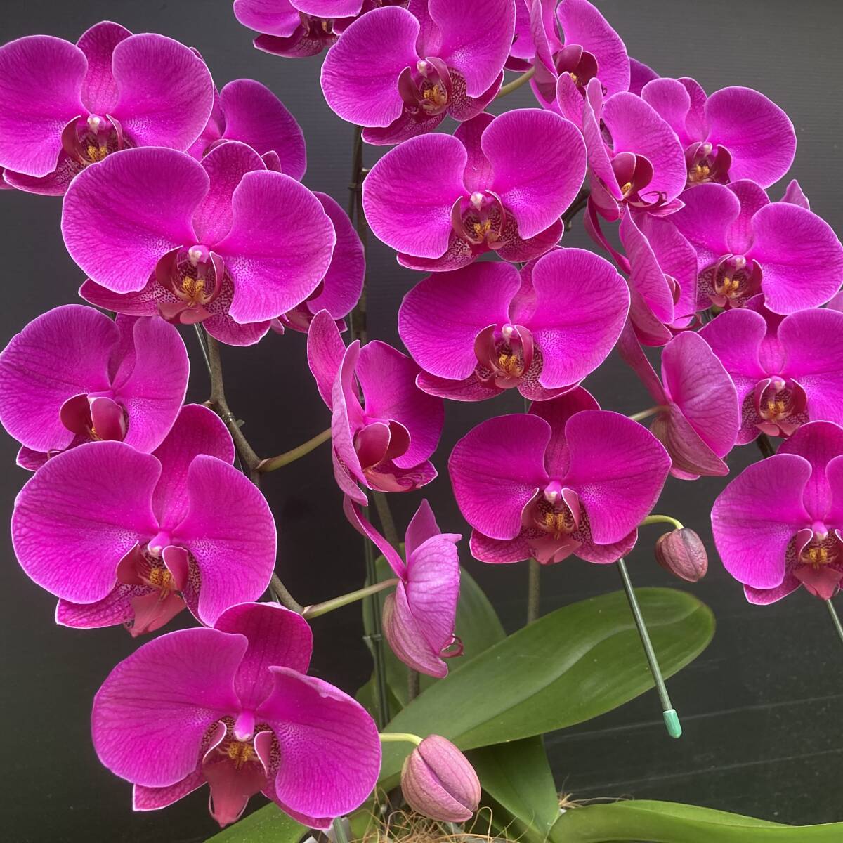 Yahoo!オークション - 胡蝶蘭セール 濃姫 3F h70cm 陶器鉢