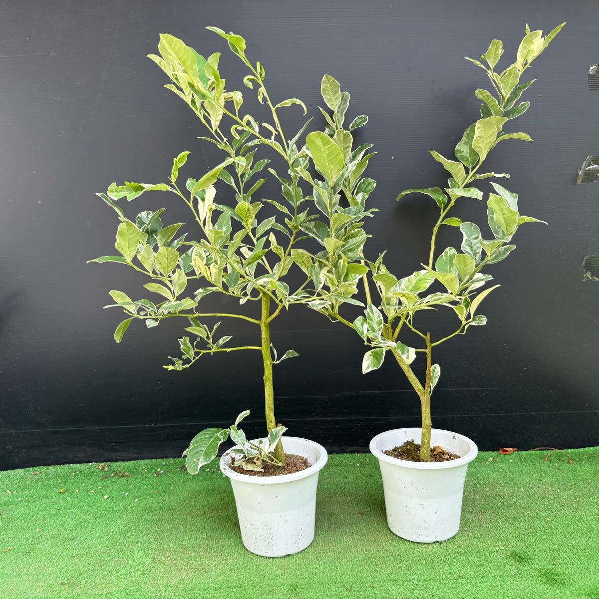 Yahoo!オークション - 爽やかレモン 斑入りレモン ピンクレモネード ...