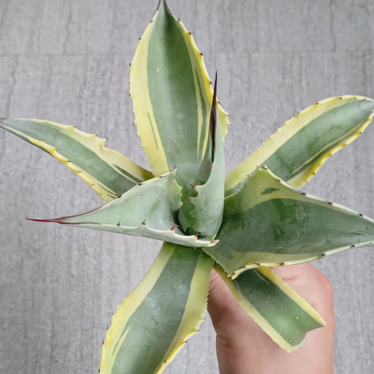 Yahoo!オークション - A-179 特選アガベ オバティフォリアオルカ 錦 Ag...