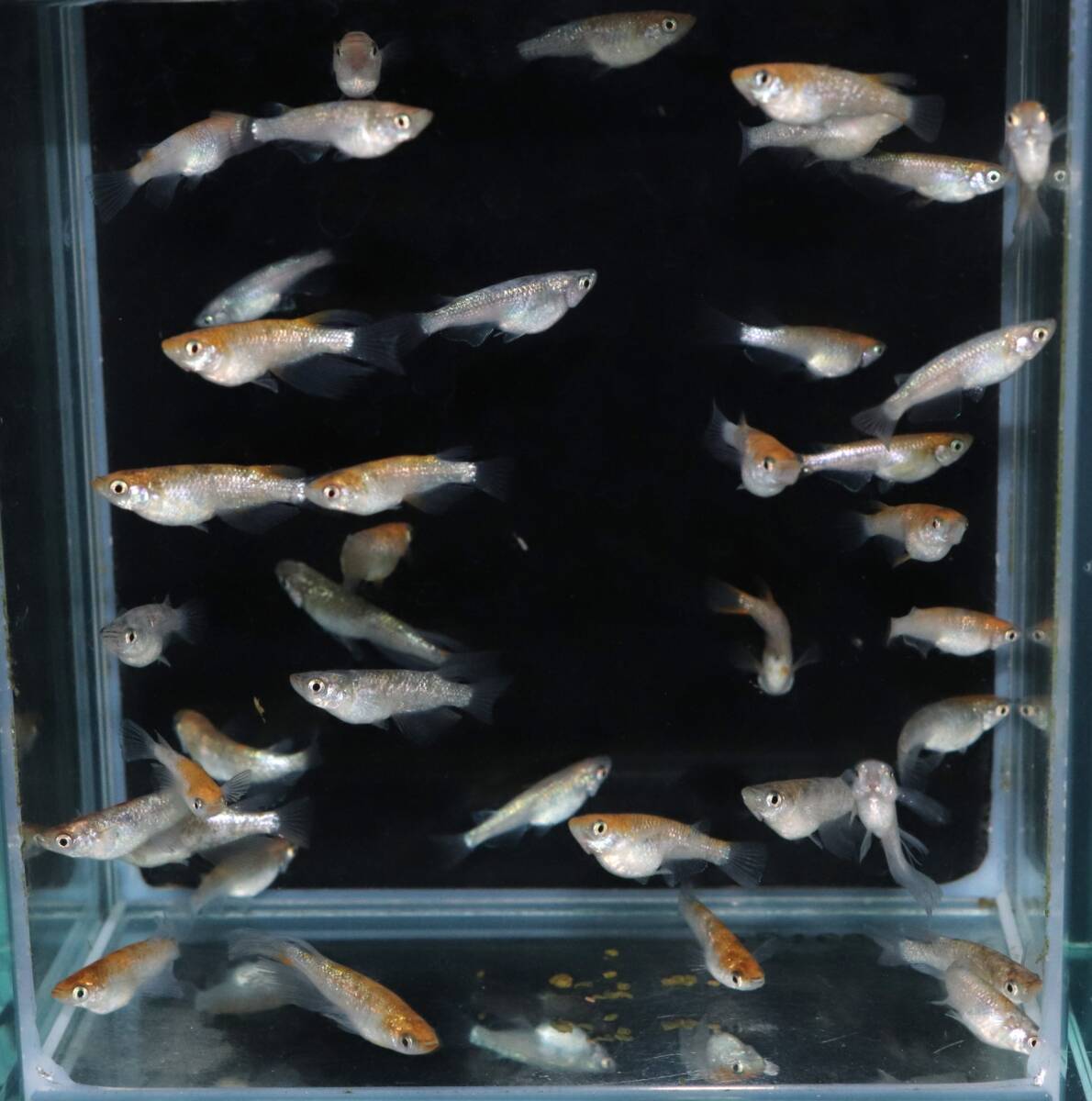 Yahoo!オークション - 【大川めだか】 三色ラメサファイア (RLF個体入...