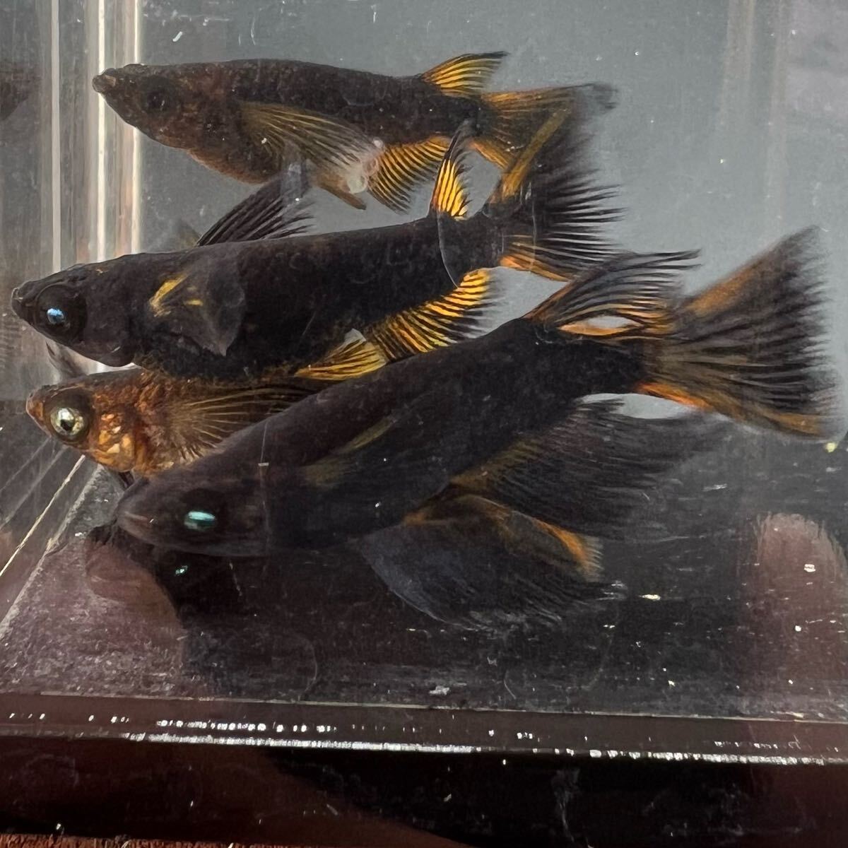 Yahoo!オークション - 五式タイプR RLF オス2メス3 （ メダカ めだか ...