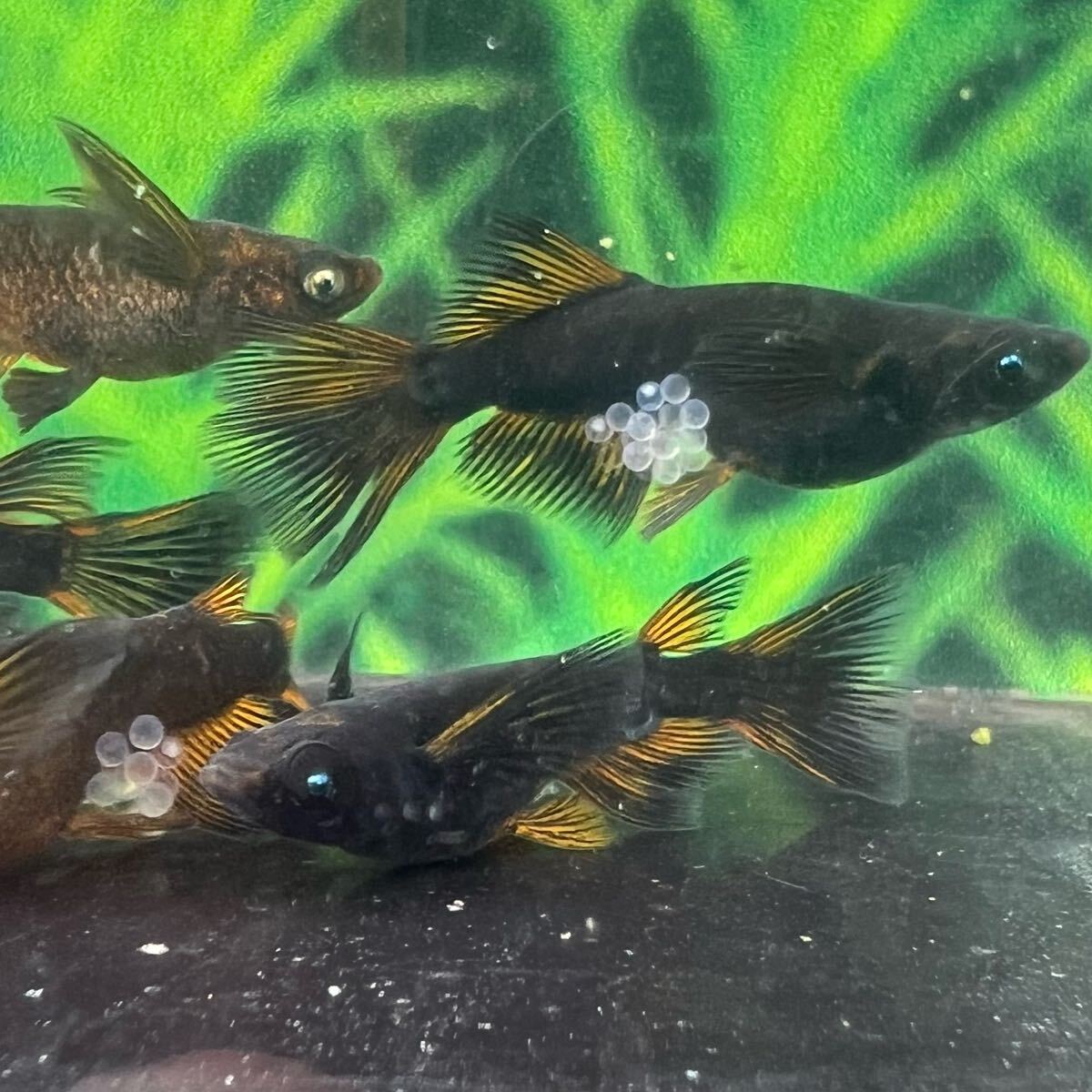 Yahoo!オークション - 五式タイプR RLF オス2メス3 （ メダカ めだか ...