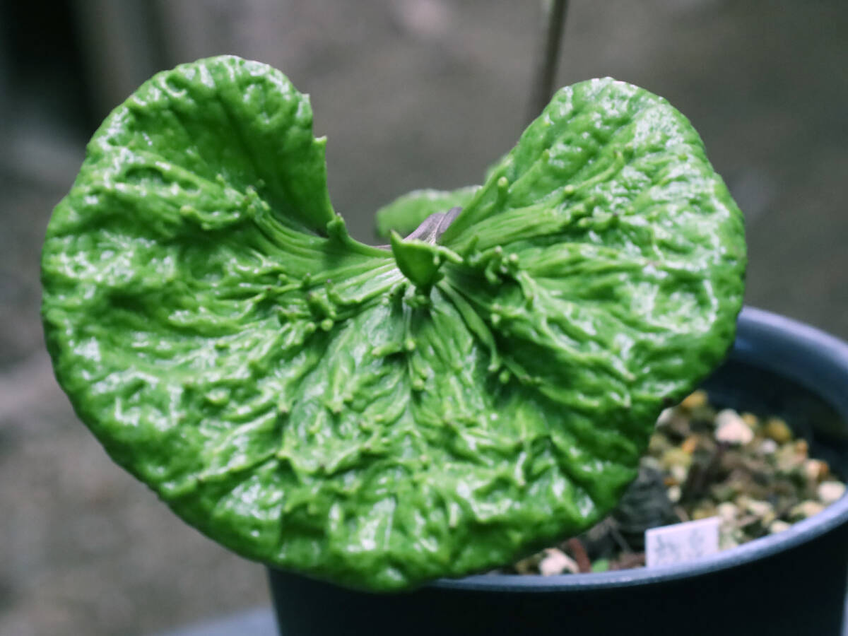 Yahoo!オークション - 山野草 ラン ツワブキ チリメン竜頭「20506」