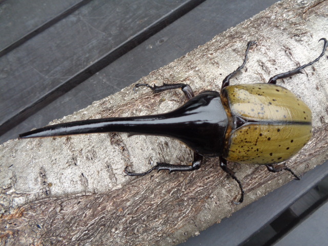 Yahoo!オークション - 【zinnia】DHヘラクレス ♂157mm 2