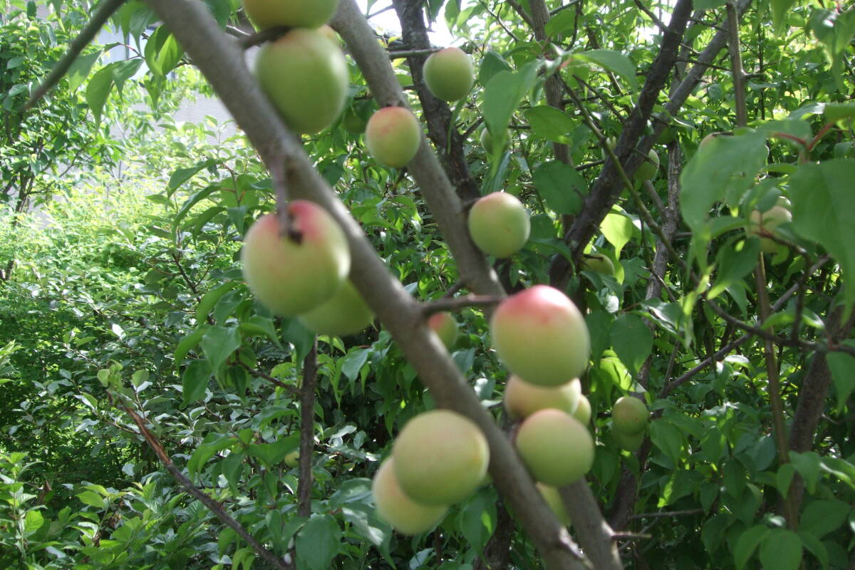 Yahoo!オークション - 梅 完熟梅 紅映 サイズL～2L 1㎏