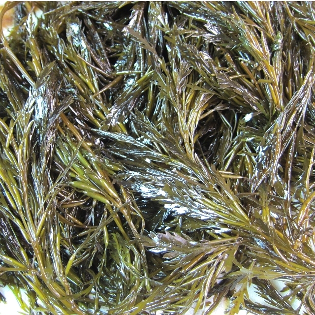 Yahoo!オークション - 加工済み「アカモク1.6kg」醤油味40g×40個入り....