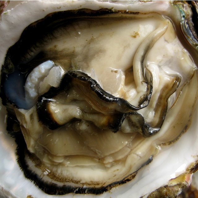 Yahoo!オークション - 3箱 生食用「岩牡蠣2L-2kg」【天然物】生きたま...