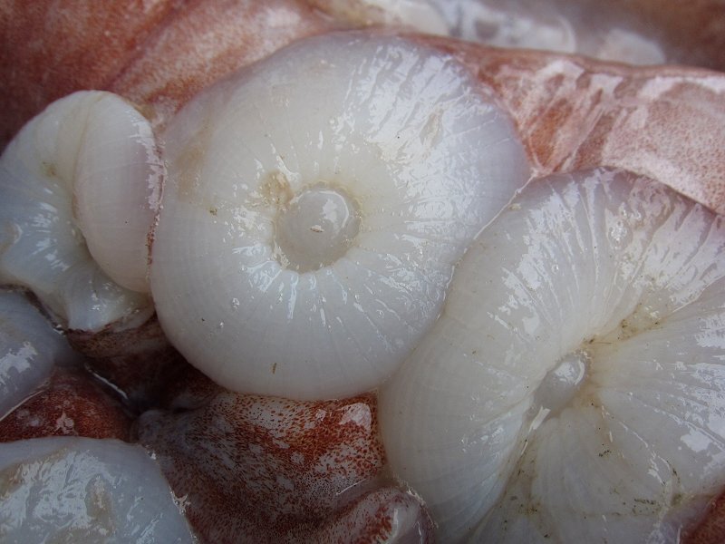 Yahoo!オークション - お刺身用「タコ足1本で1.37kg」特大・極太 山陰...