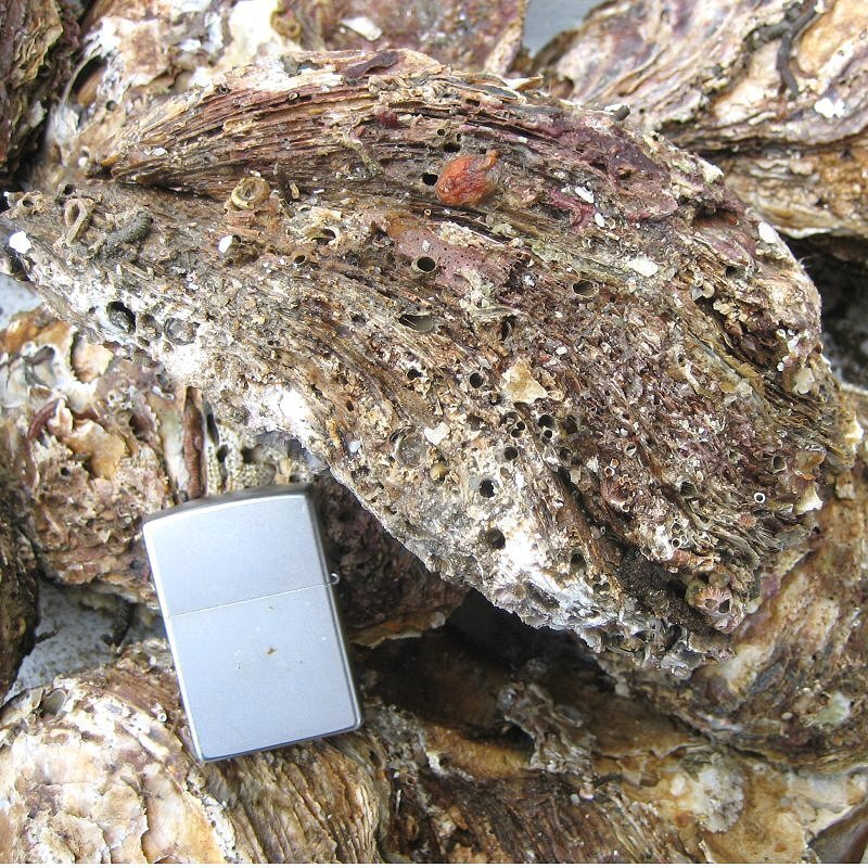 Yahoo!オークション - 3箱 生食用「岩牡蠣3L-2kg」【天然物】生きたま...