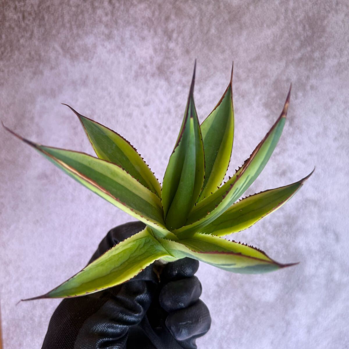 Yahoo!オークション - 1 Agave Sun Glow アガベ サングロー