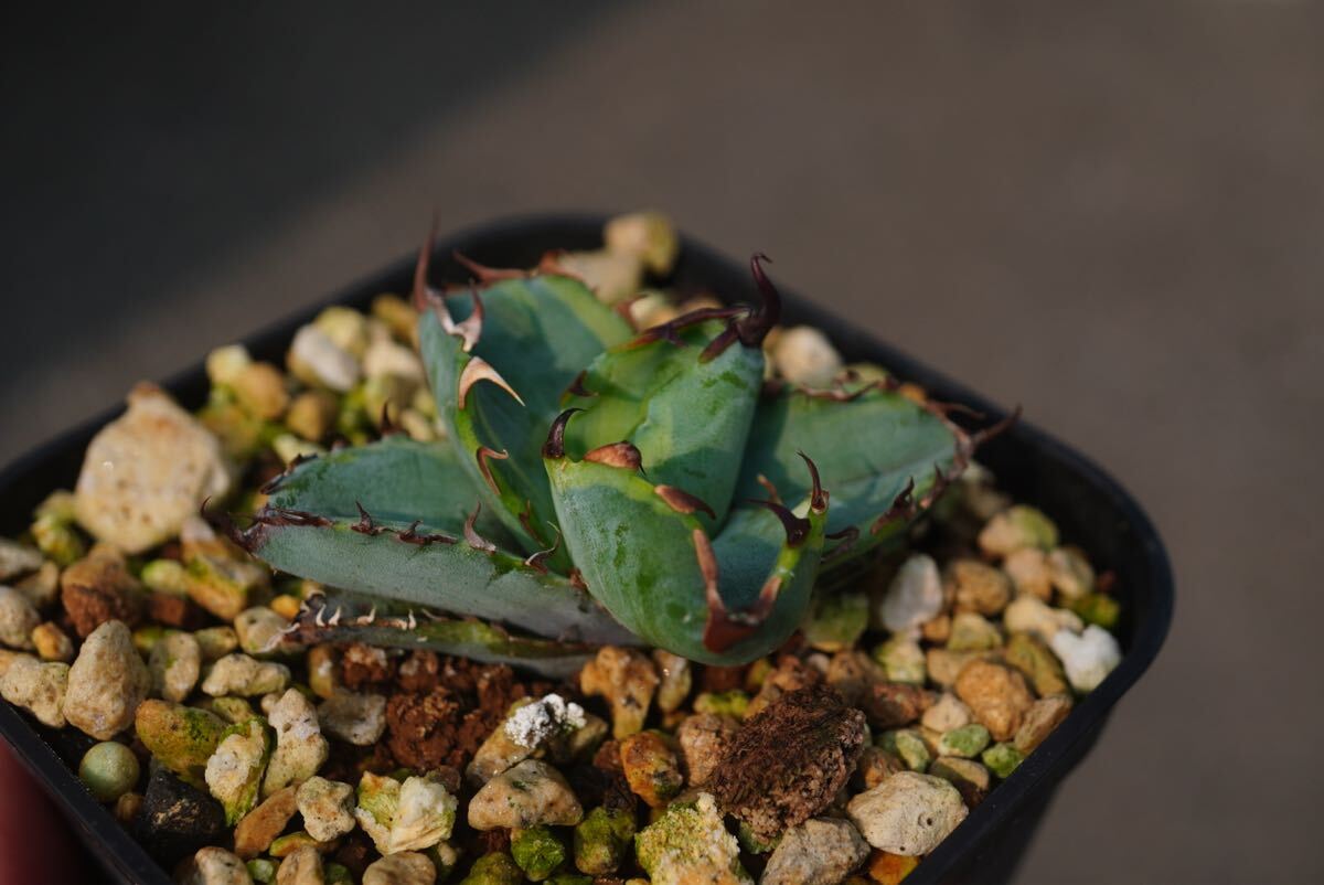 Yahoo!オークション - ブルーダイヤモンド TC株 “Blue Diamond” Agav...