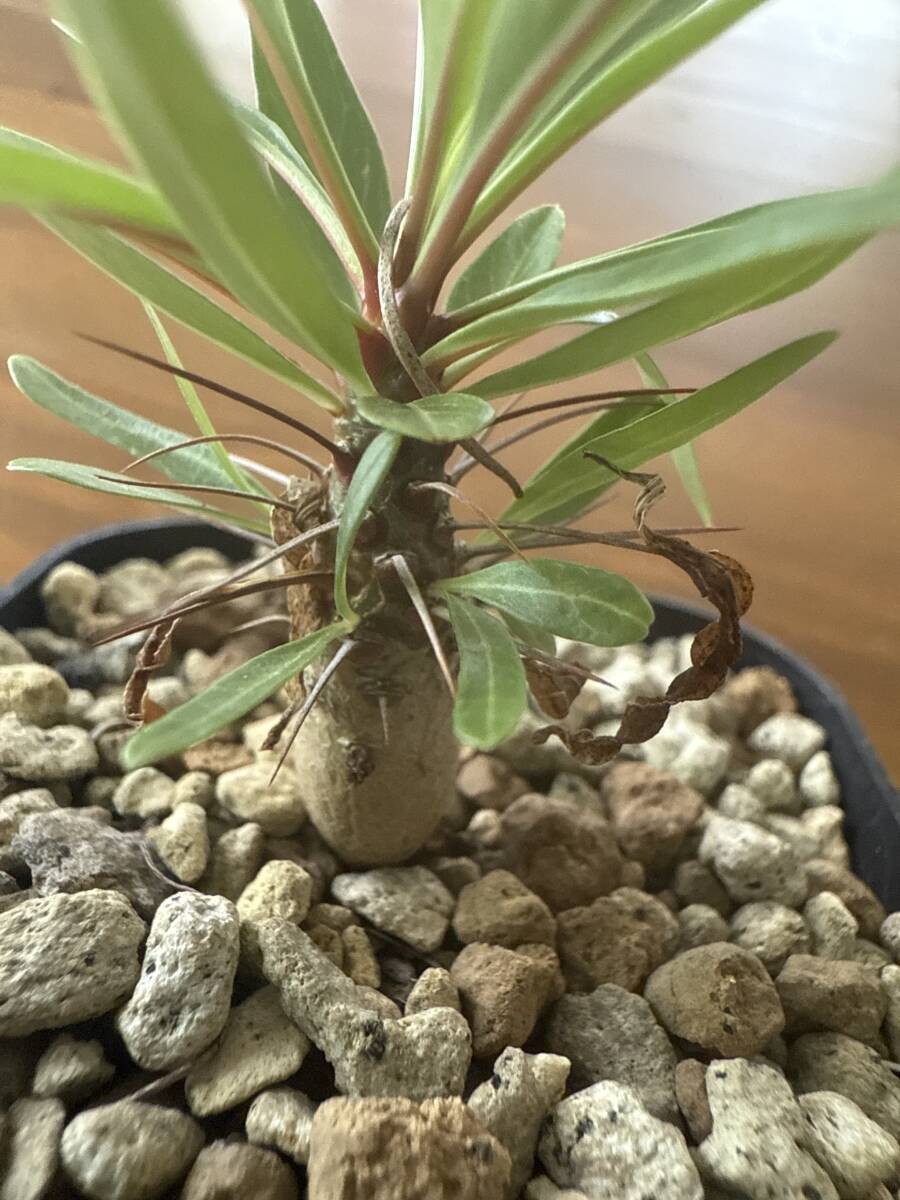 Yahoo!オークション - フォークイエリア プルプシー / fouquieria purp...