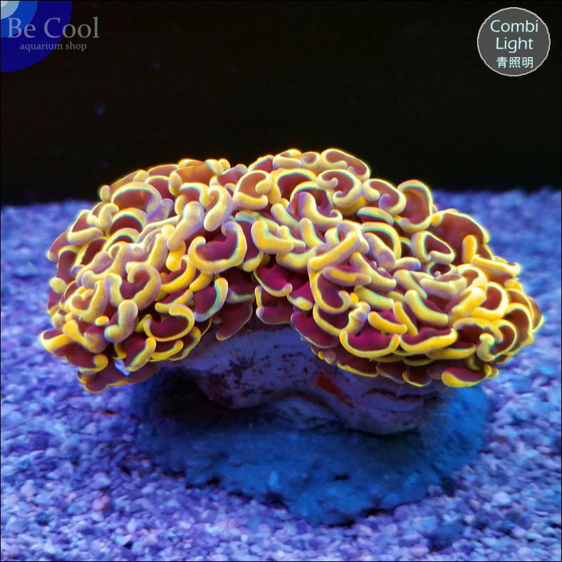 Yahoo!オークション - B89 ナガレハナサンゴ（9cm前後）